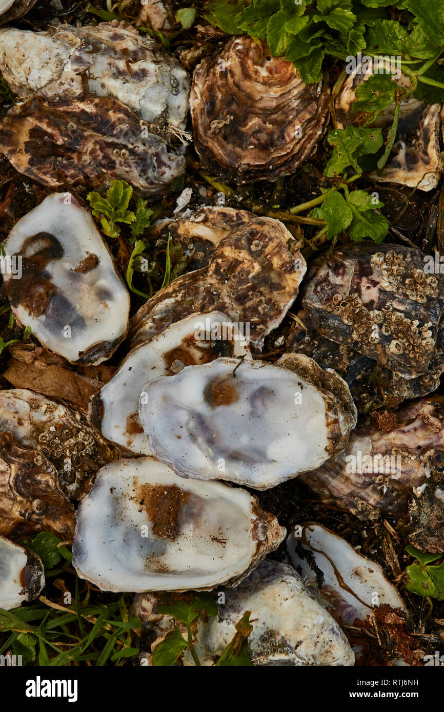 Oyster shells at Whitstable, Kent, England, United Kingdom Stock Photo ...