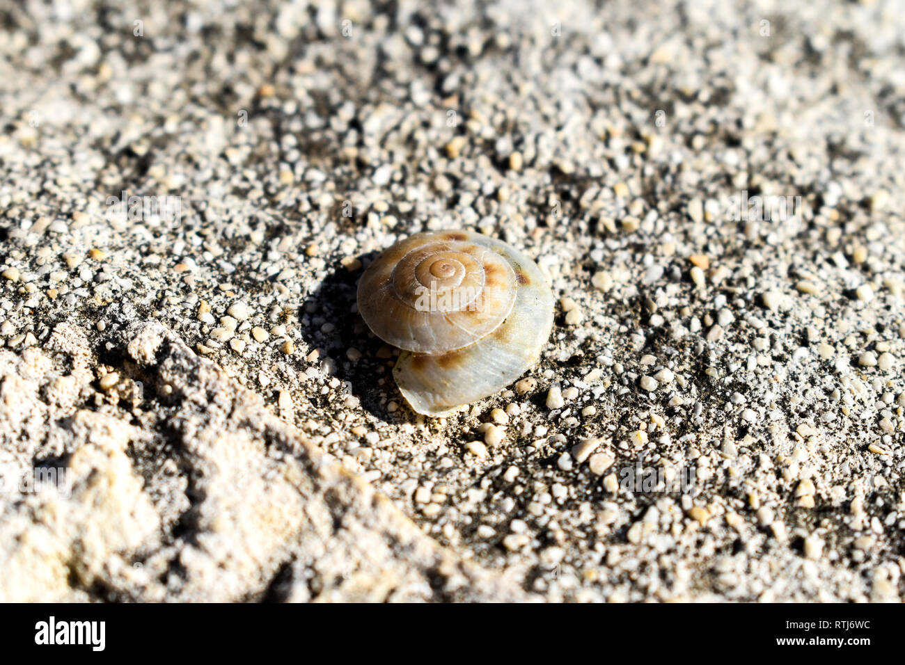 Snail shell on stone wall Stock Photo - Alamy
