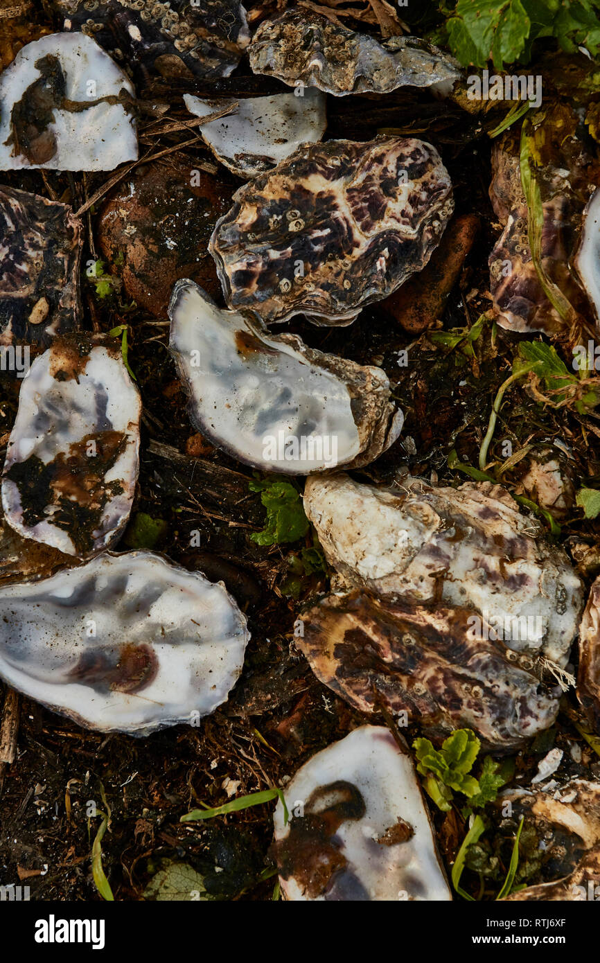 Oyster shells at Whitstable, Kent, England, United Kingdom Stock Photo ...