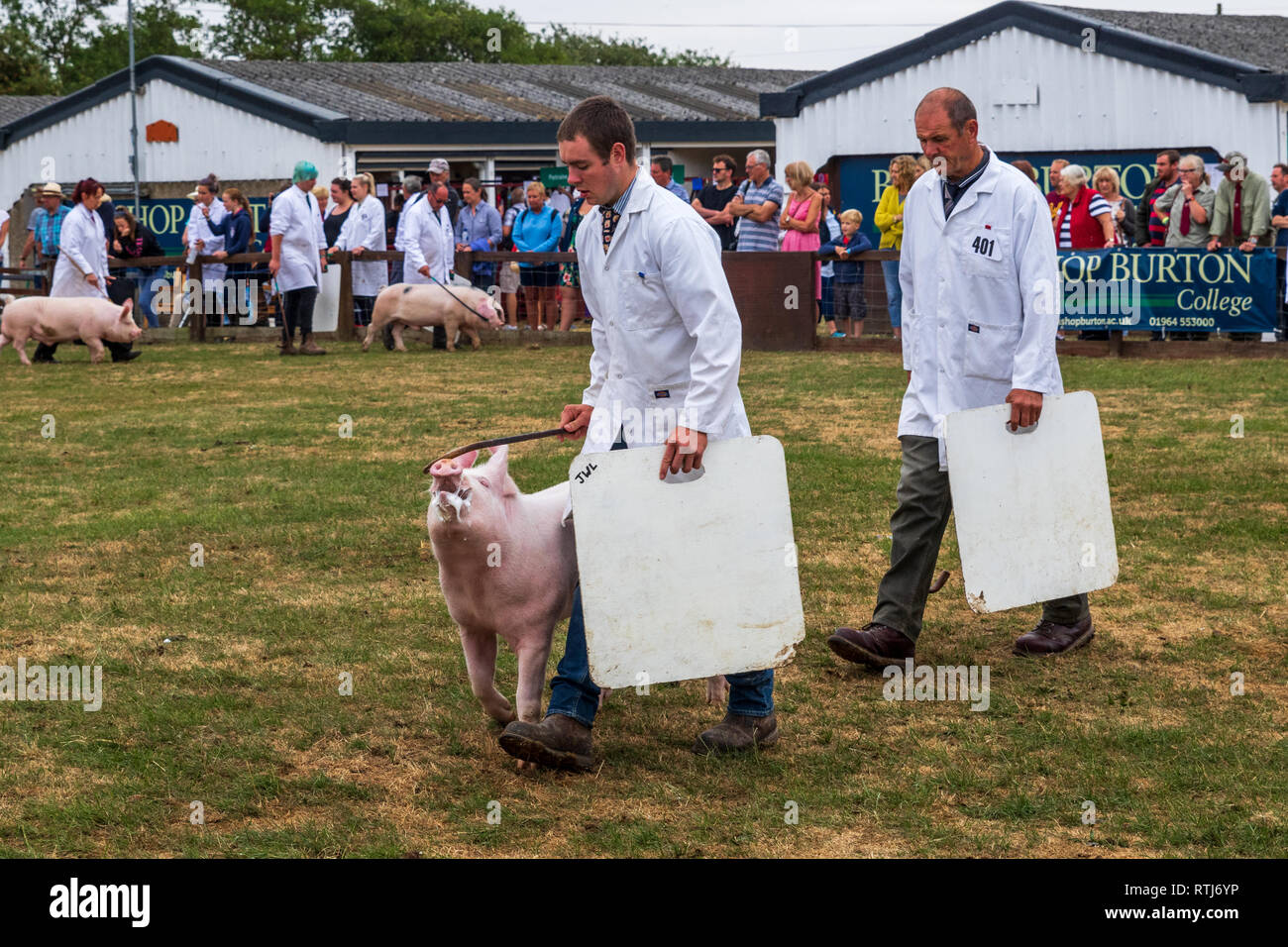 Harrogate, North Yorkshire, UK - July 12th, 2018: Pig judging at the ...