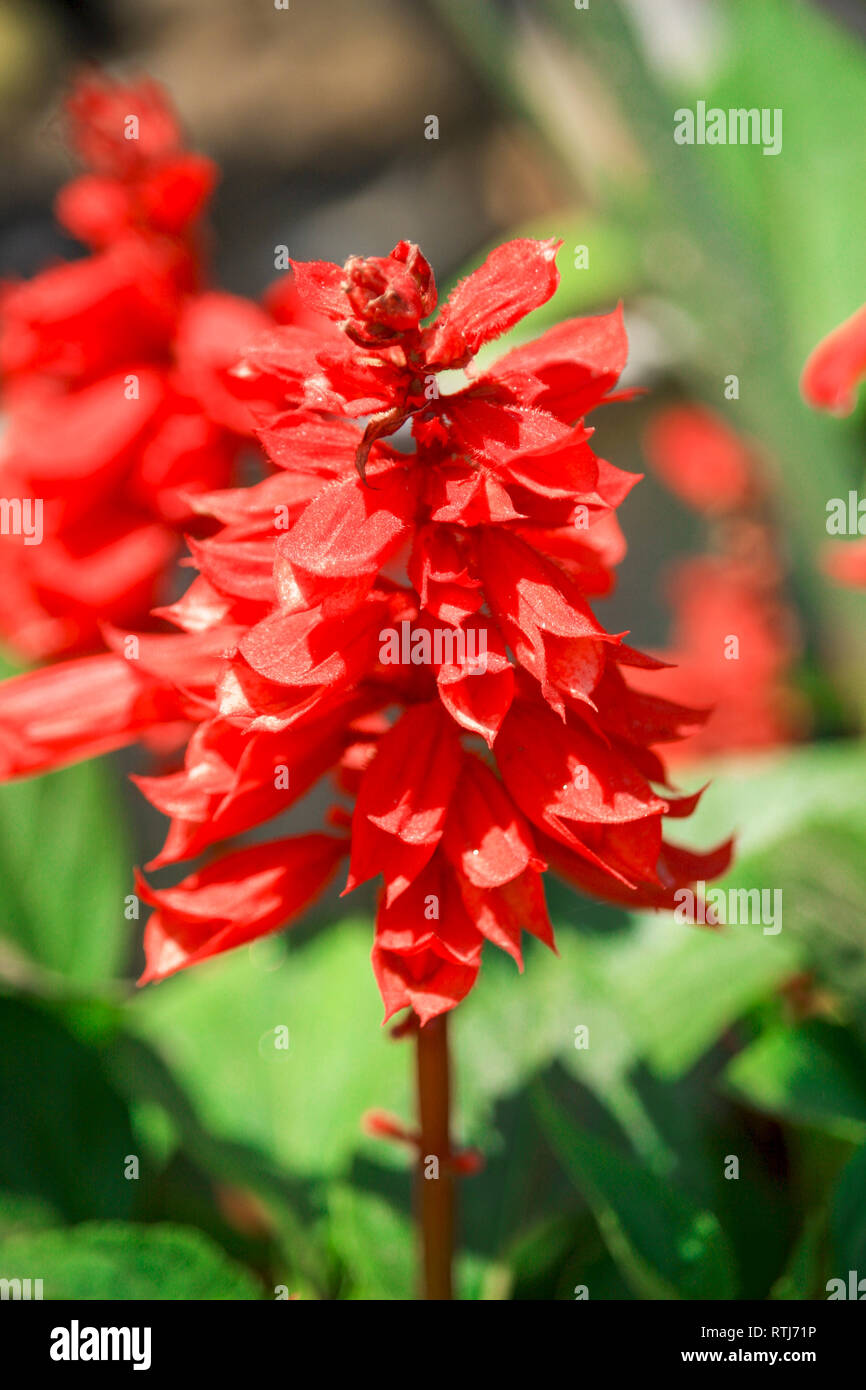 Red salvia hi-res stock photography and images - Alamy