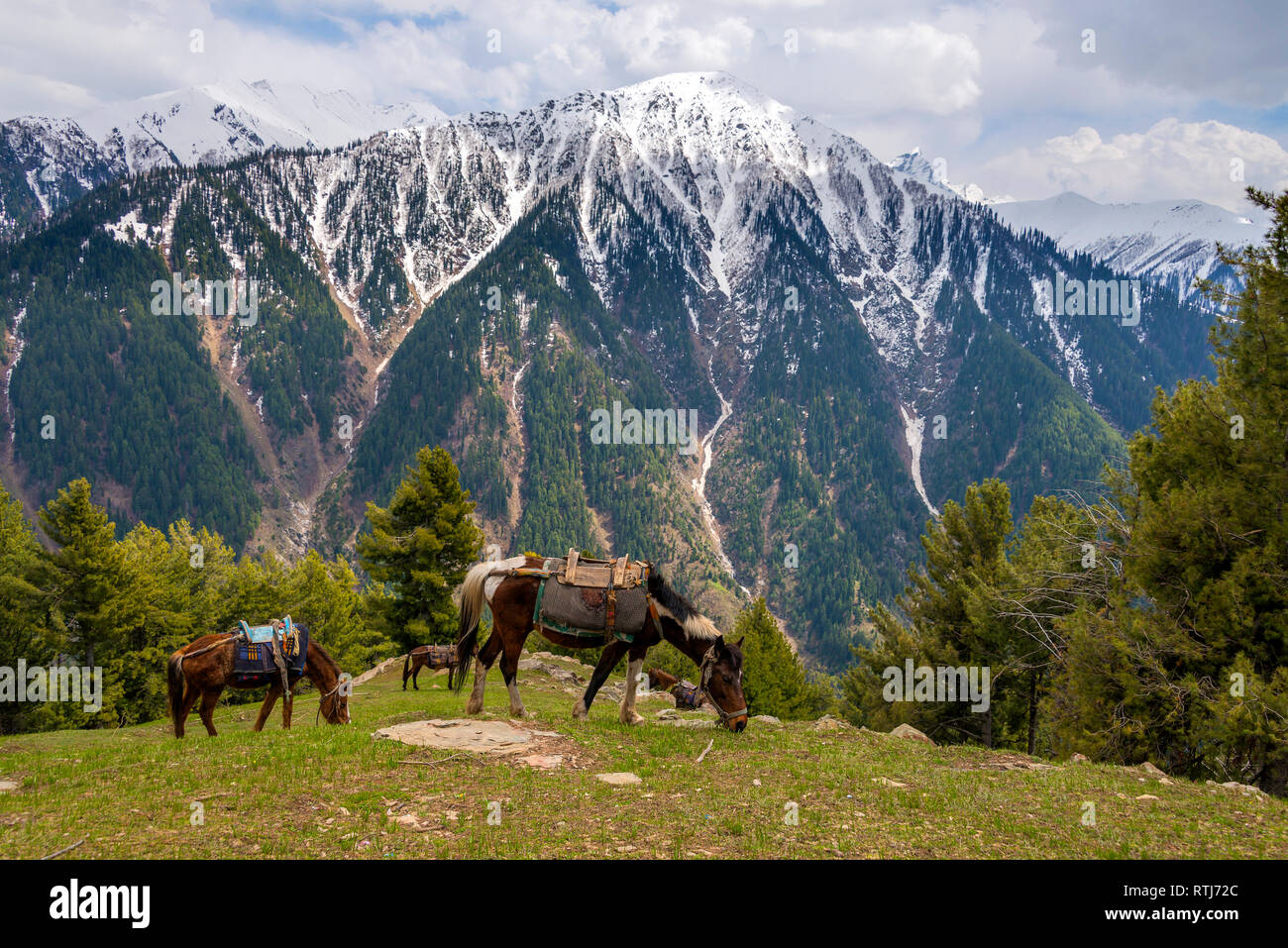 Mountain landscape, Jammu and Kashmir, India Stock Photo - Alamy