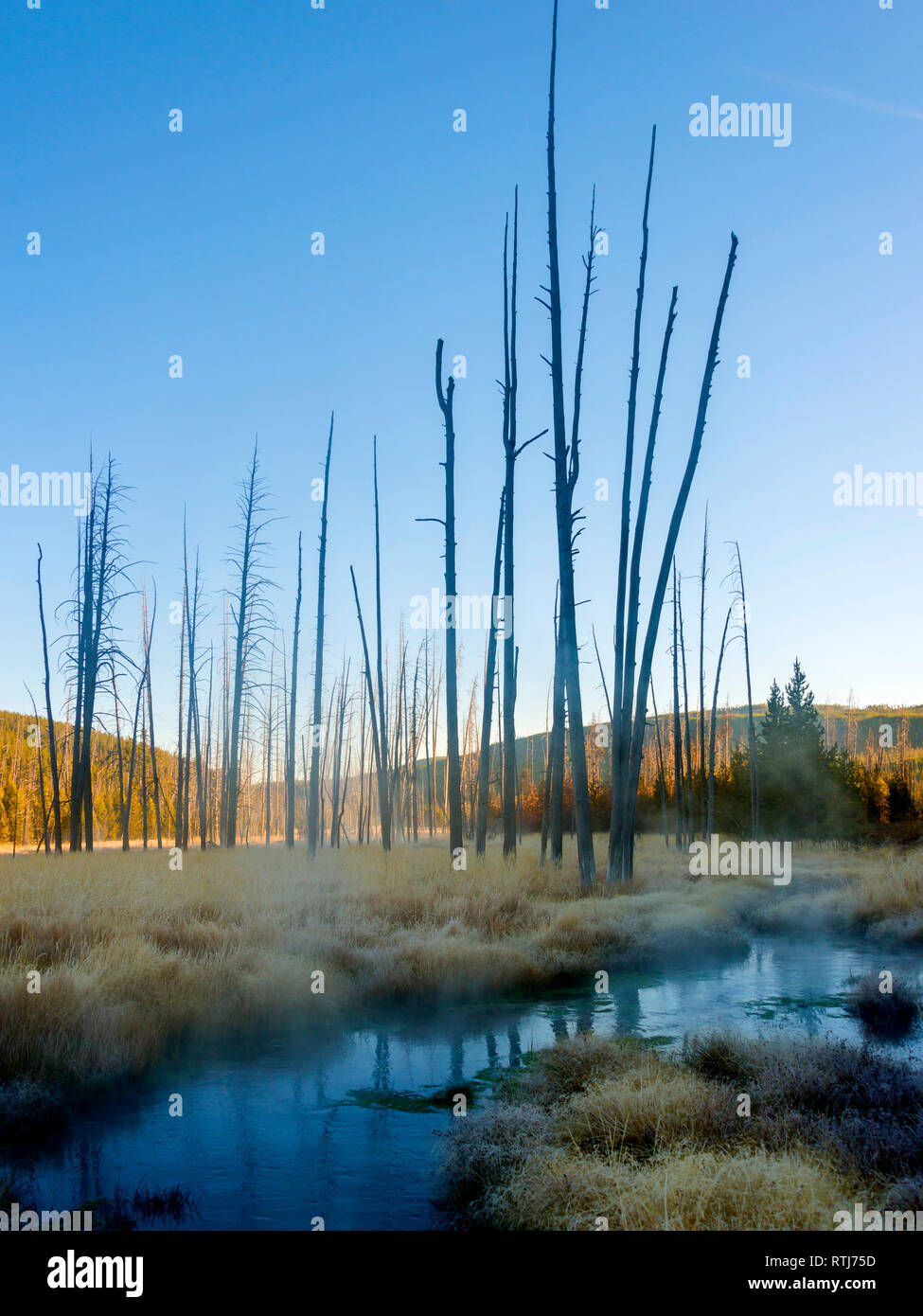 Obsidian Creek, Yellowstone National Park, USA Stock Photo - Alamy