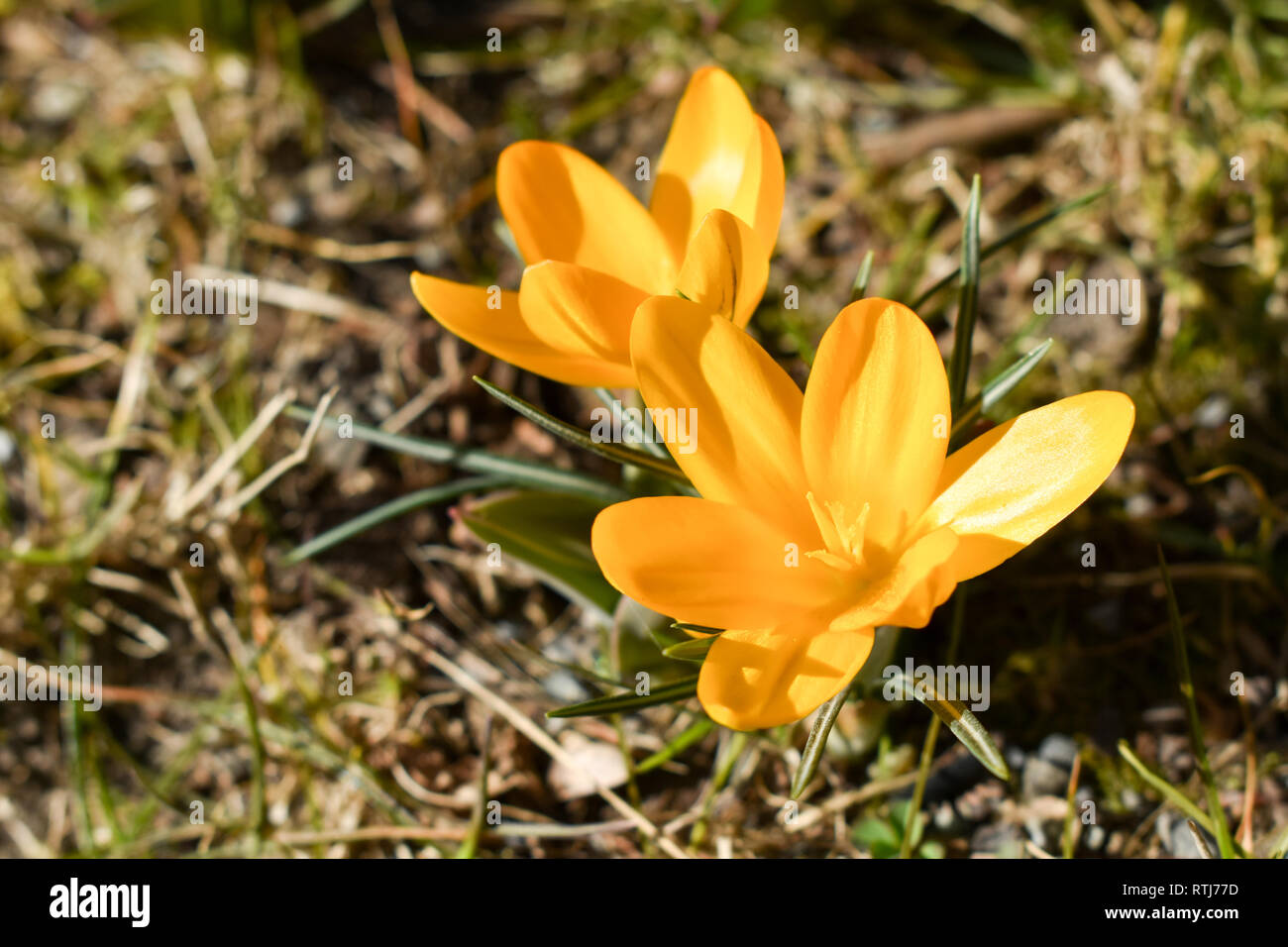 Yellow crocus flowers of spring at early morning. Dutch yellow crocus ...