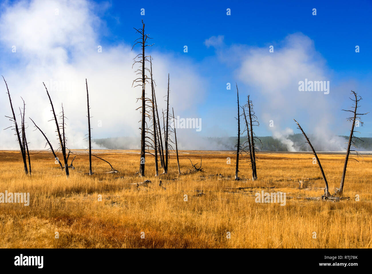 Us kidney hi-res stock photography and images - Alamy