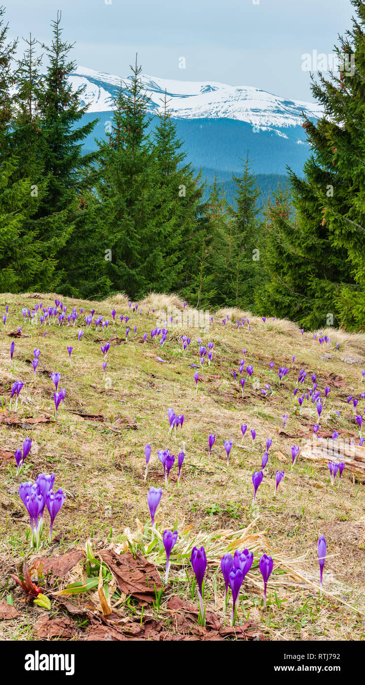 High plateau flower hi-res stock photography and images - Alamy