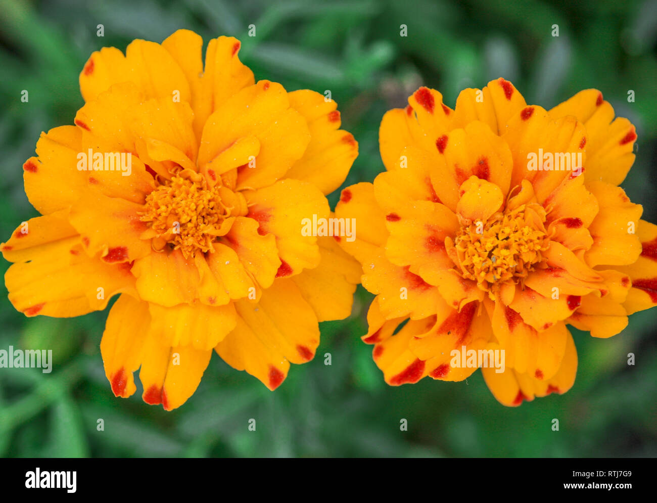 Marigold bunch hi-res stock photography and images - Alamy