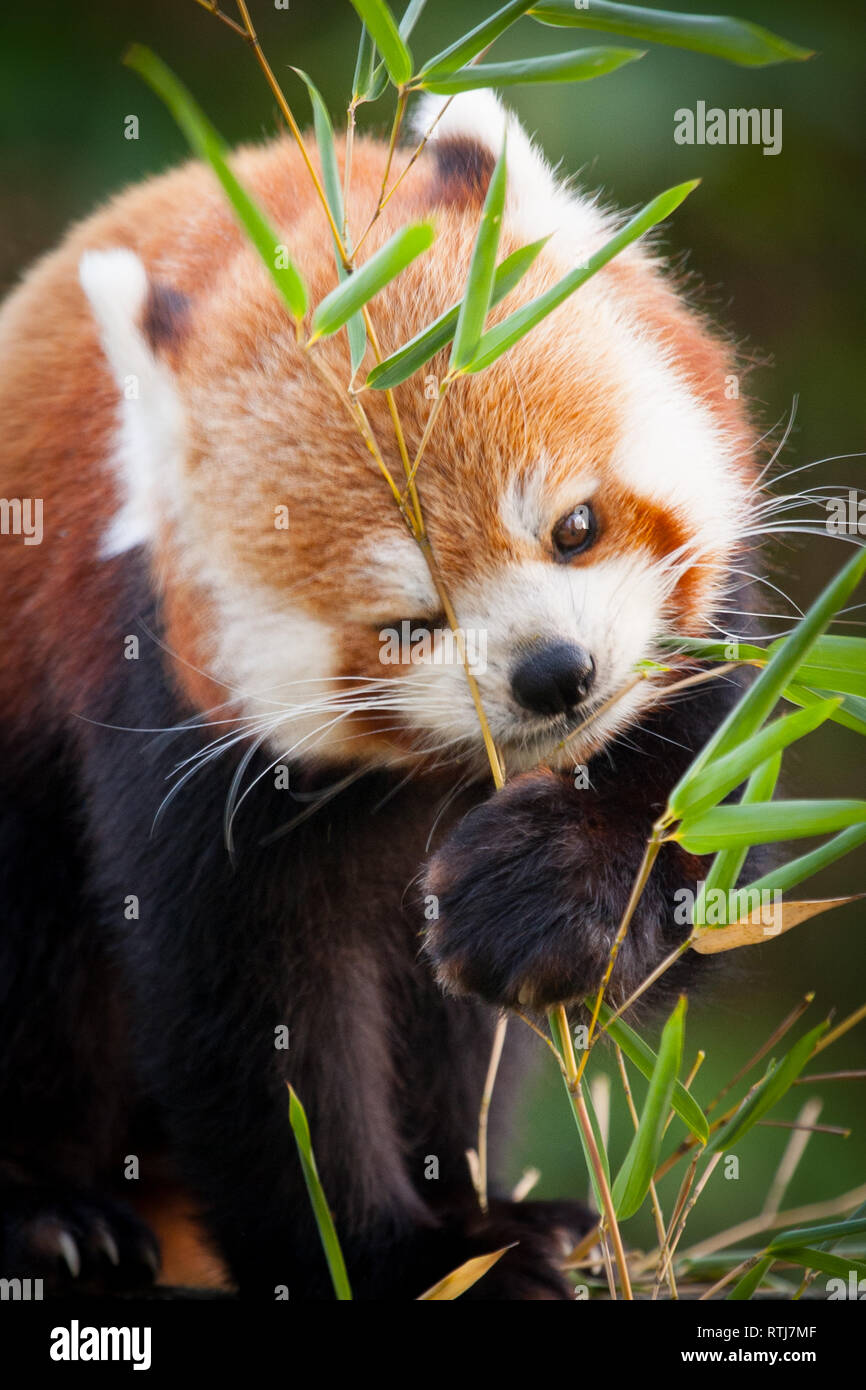 Red panda bear, Ailurus fulgens, in his natural habitat Stock Photo - Alamy