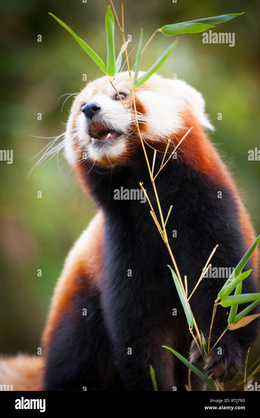 Red panda bear, Ailurus fulgens, in his natural habitat Stock Photo - Alamy