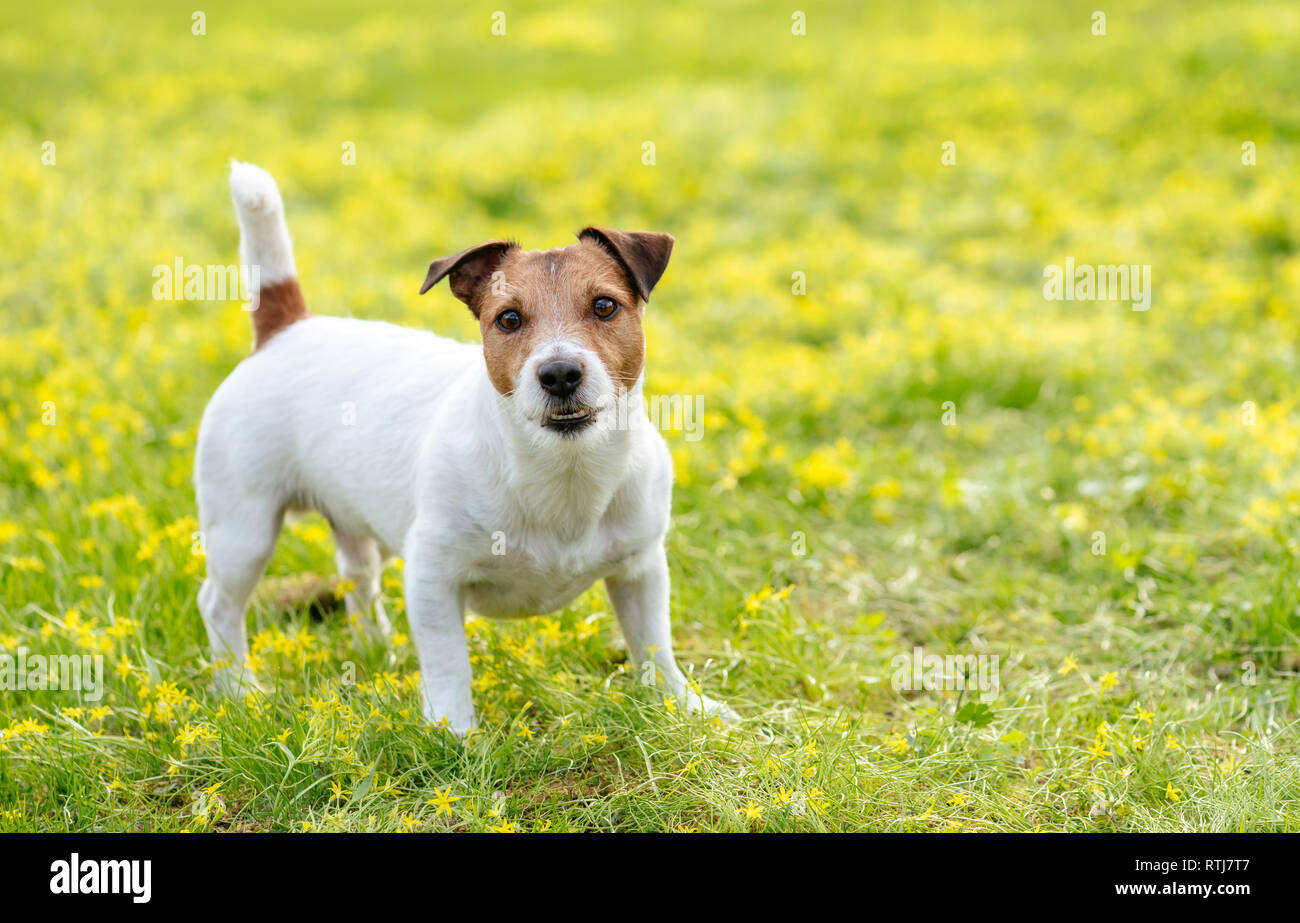 Alerted adorable dog hi-res stock photography and images - Alamy