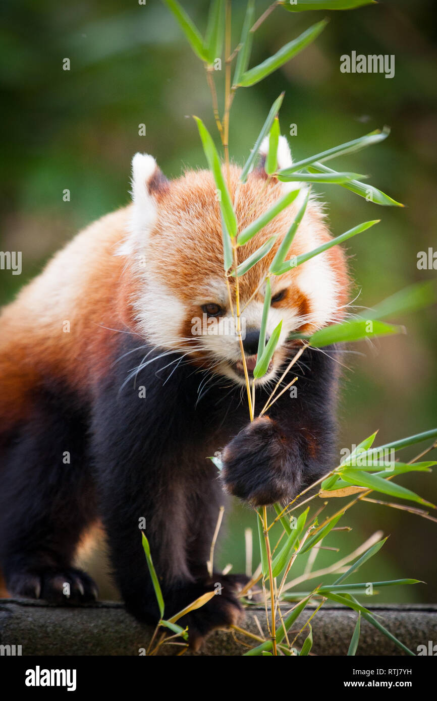 Red panda bear, Ailurus fulgens, in his natural habitat Stock Photo - Alamy