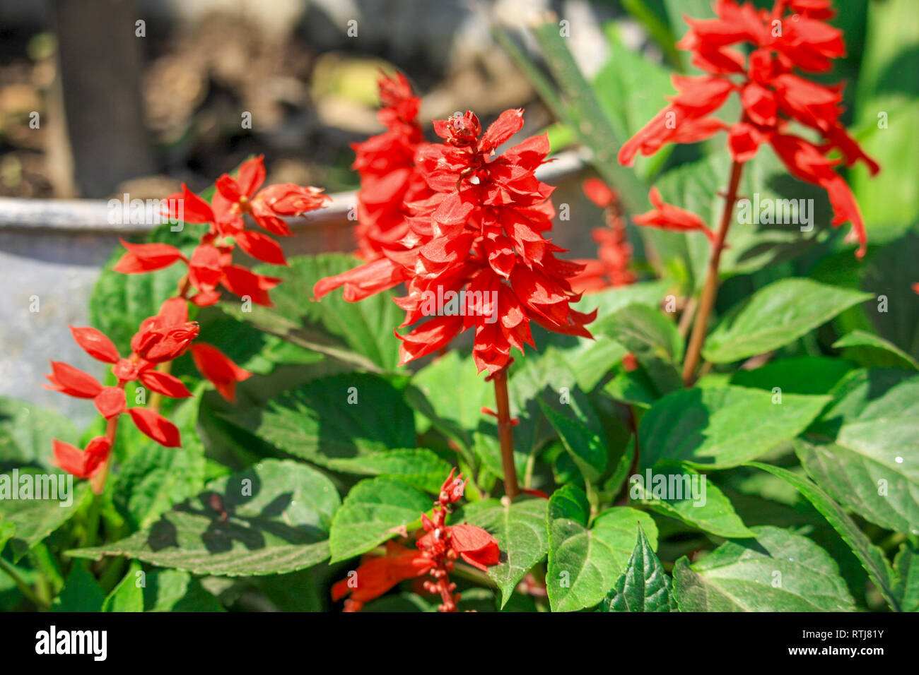 Red salvia hi-res stock photography and images - Alamy