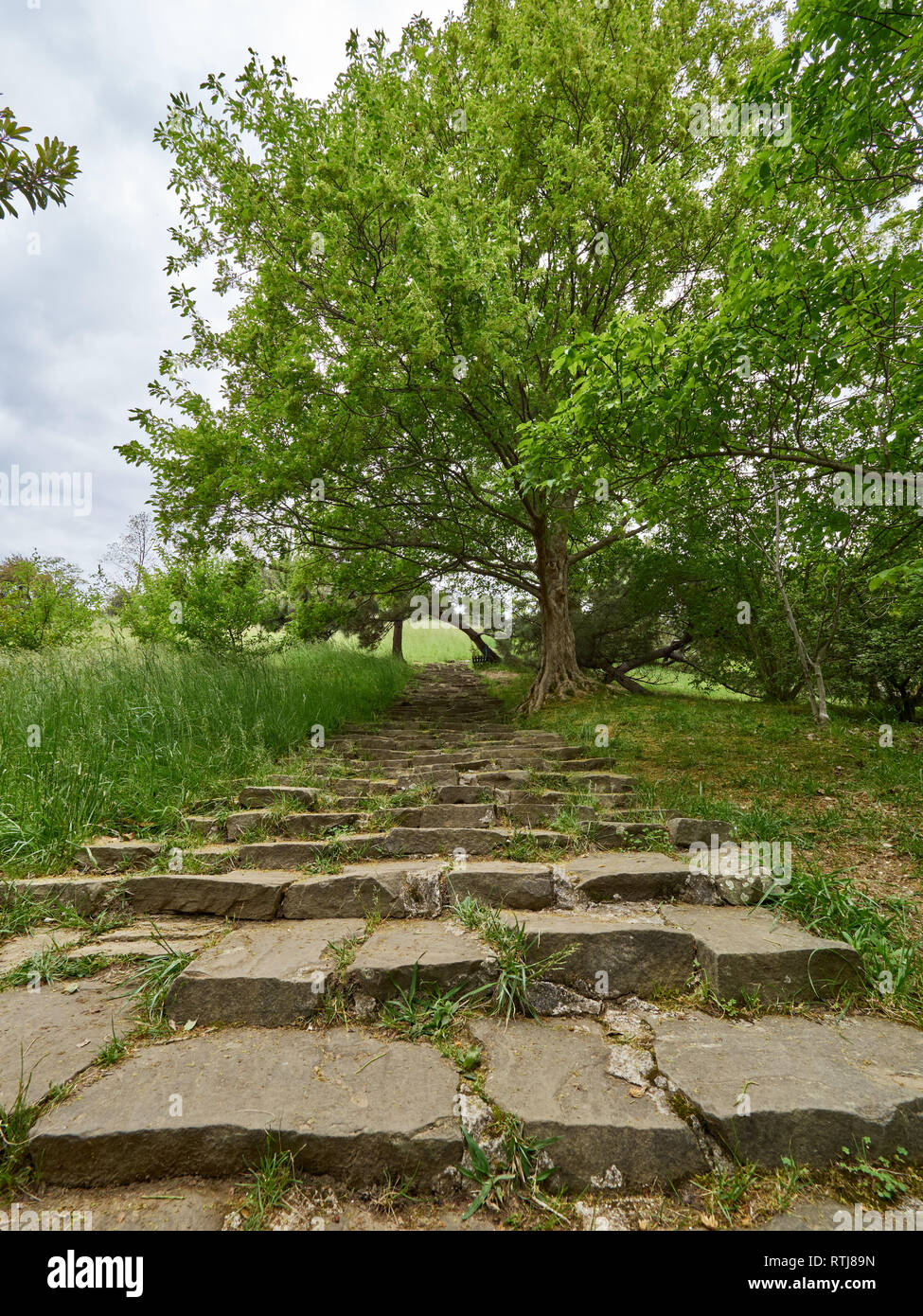 Old steps in the green park. The steps in the park are surrounded by ...