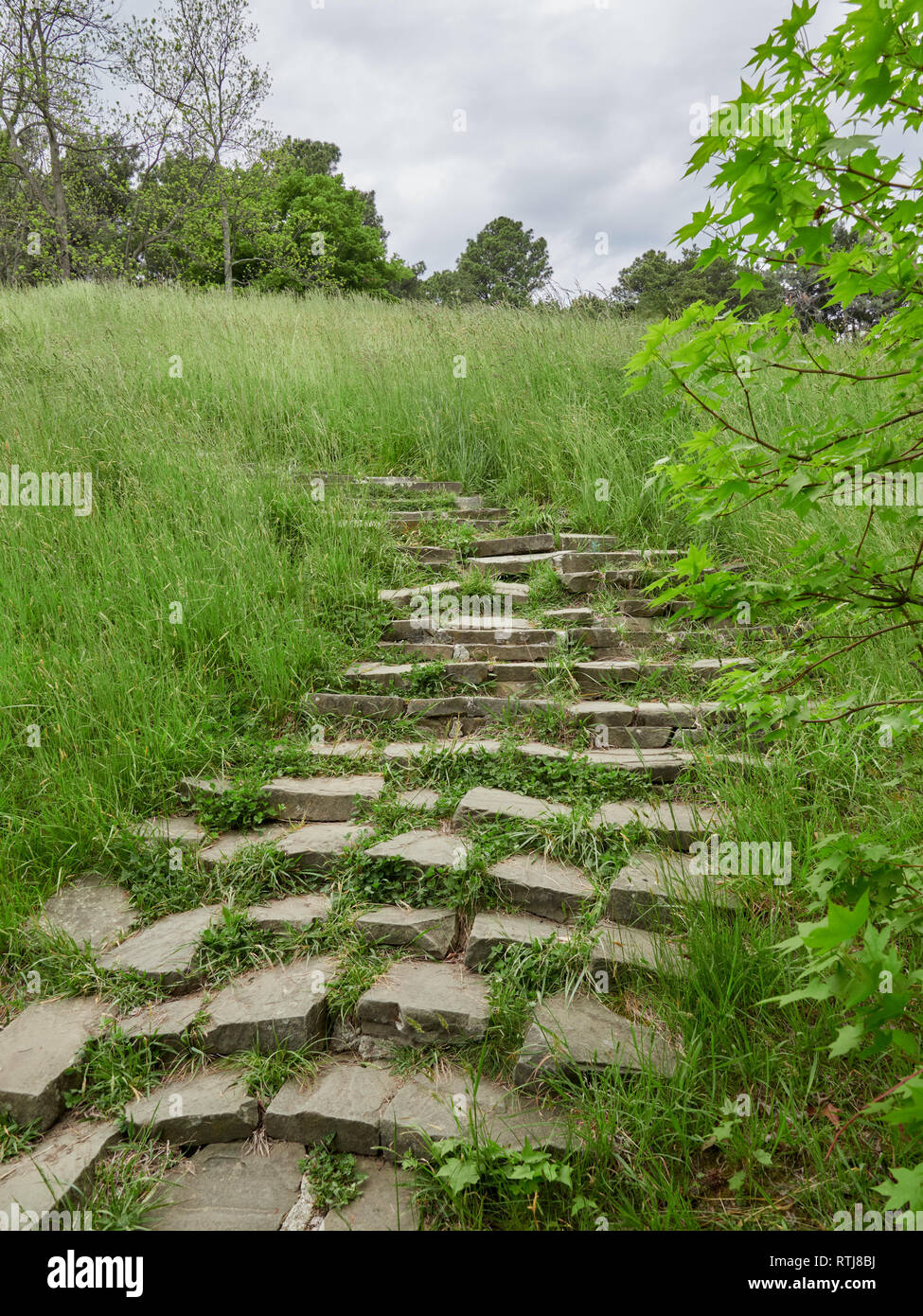 Old steps in the green park. The steps in the park are surrounded by ...