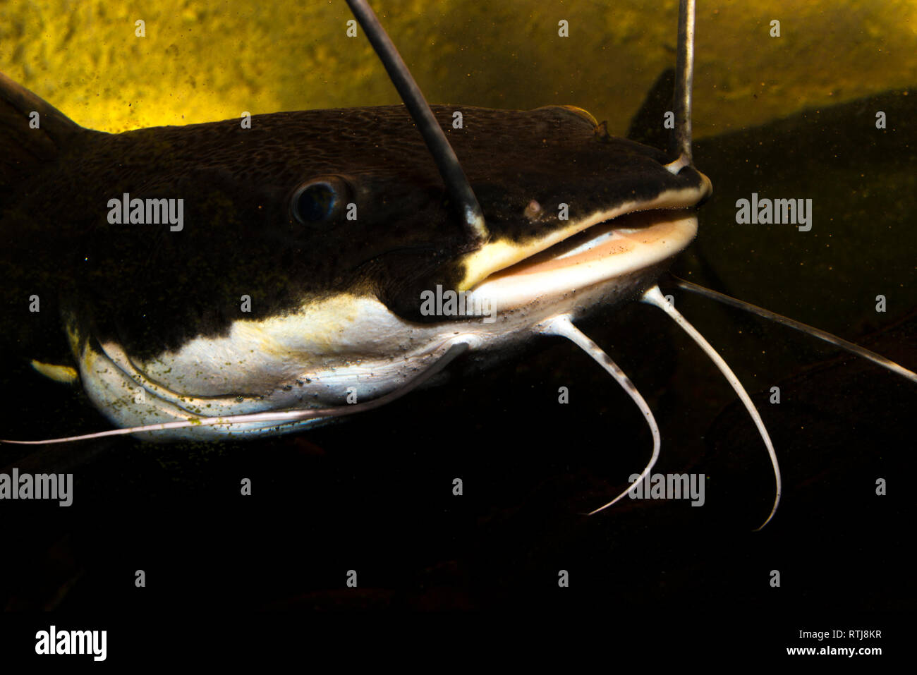 Black Catfish Stock Photos & Black Catfish Stock Images - Alamy