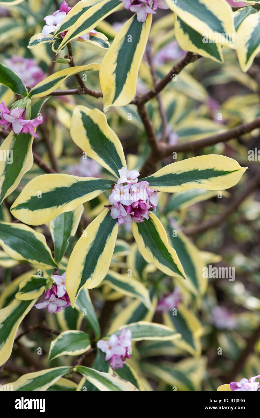 Winter daphne hi-res stock photography and images - Alamy