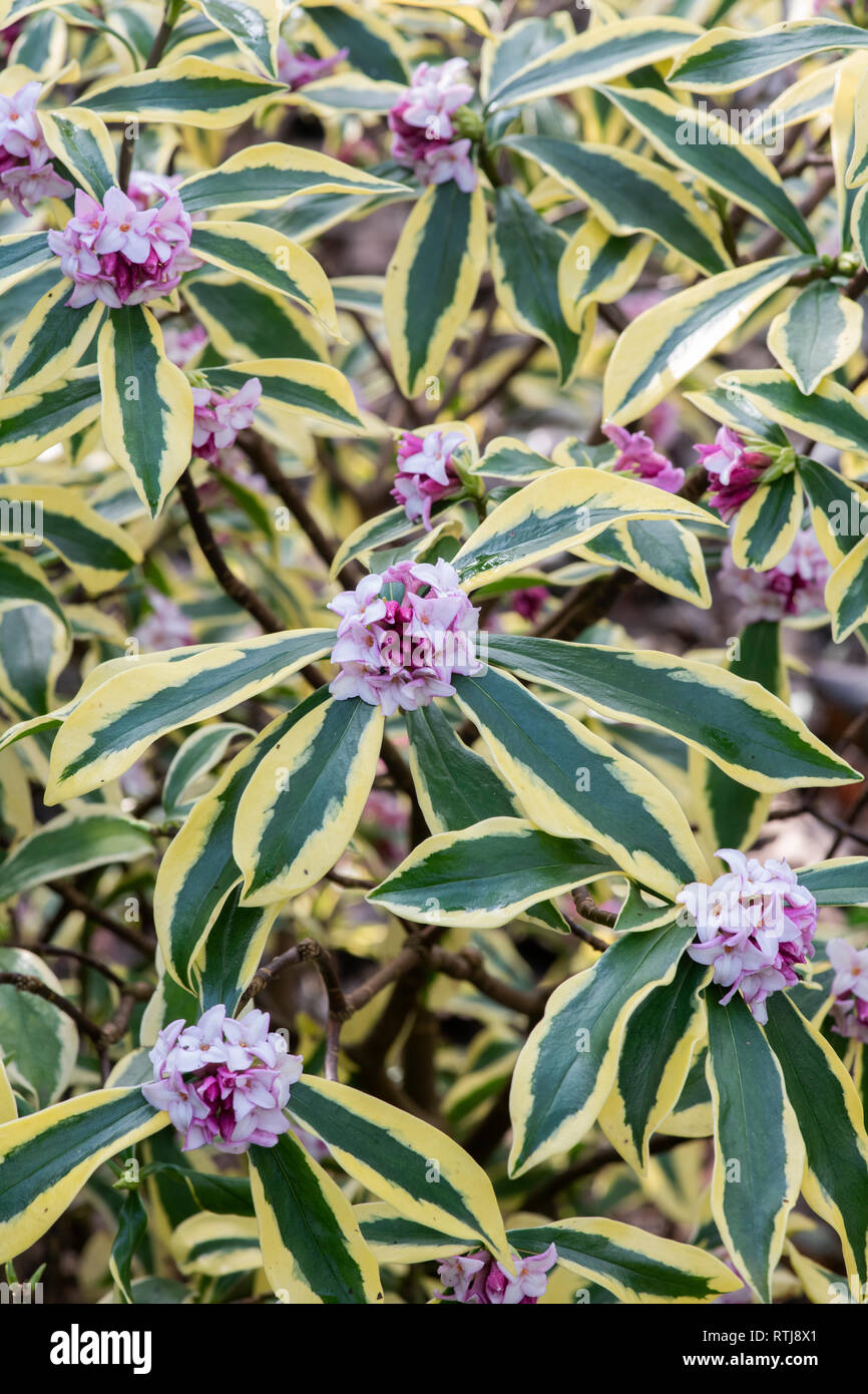 Daphne odora 'Mae-jima’. Winter daphne Stock Photo - Alamy