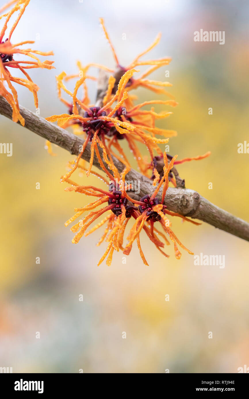 Hamamelis x Intermedia Aphrodite . Witch hazel 'Harry' flowering in ...