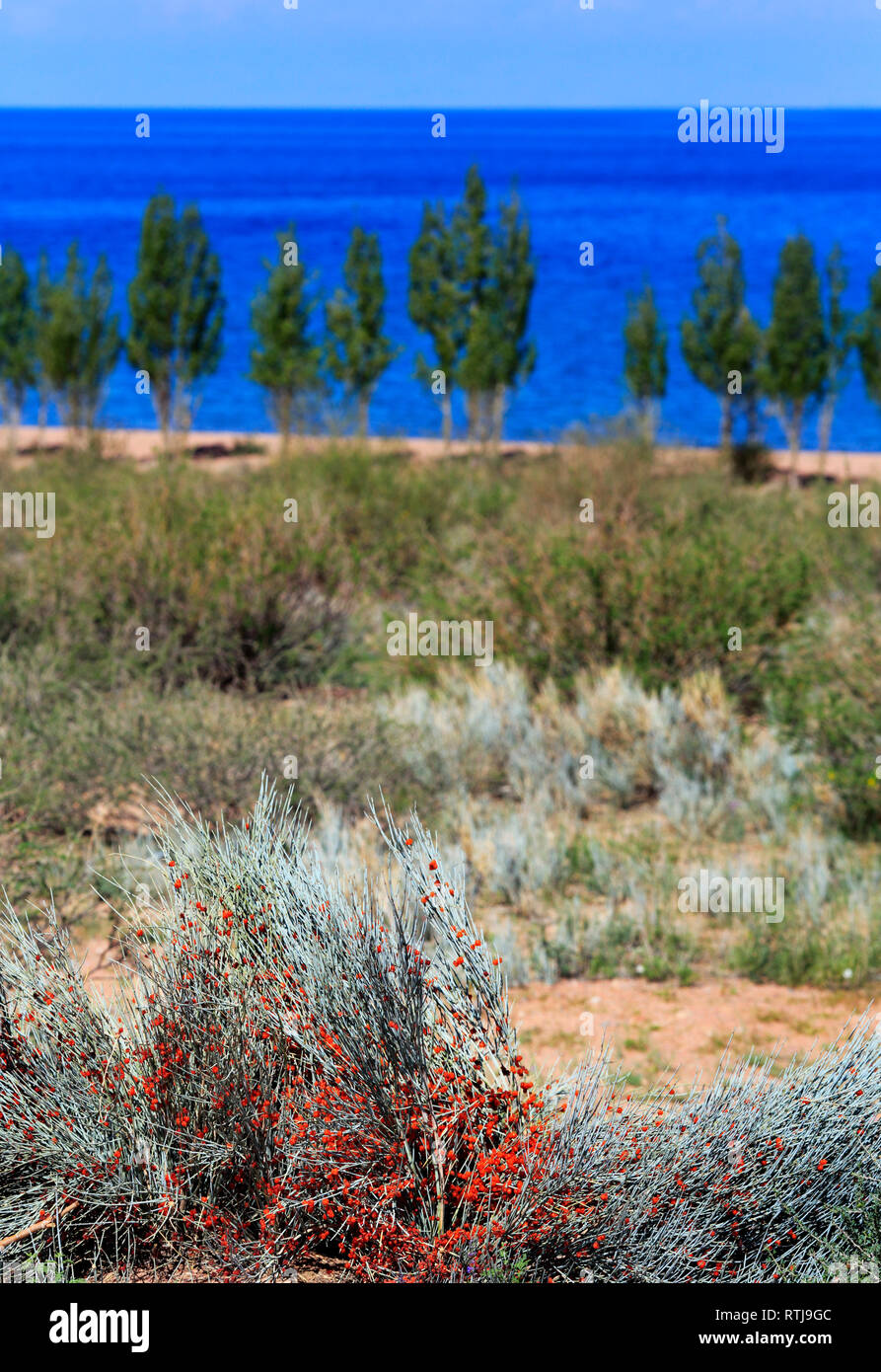 Issyk Kul Lake shore, Issyk Kul oblast, Kyrgyzstan Stock Photo - Alamy