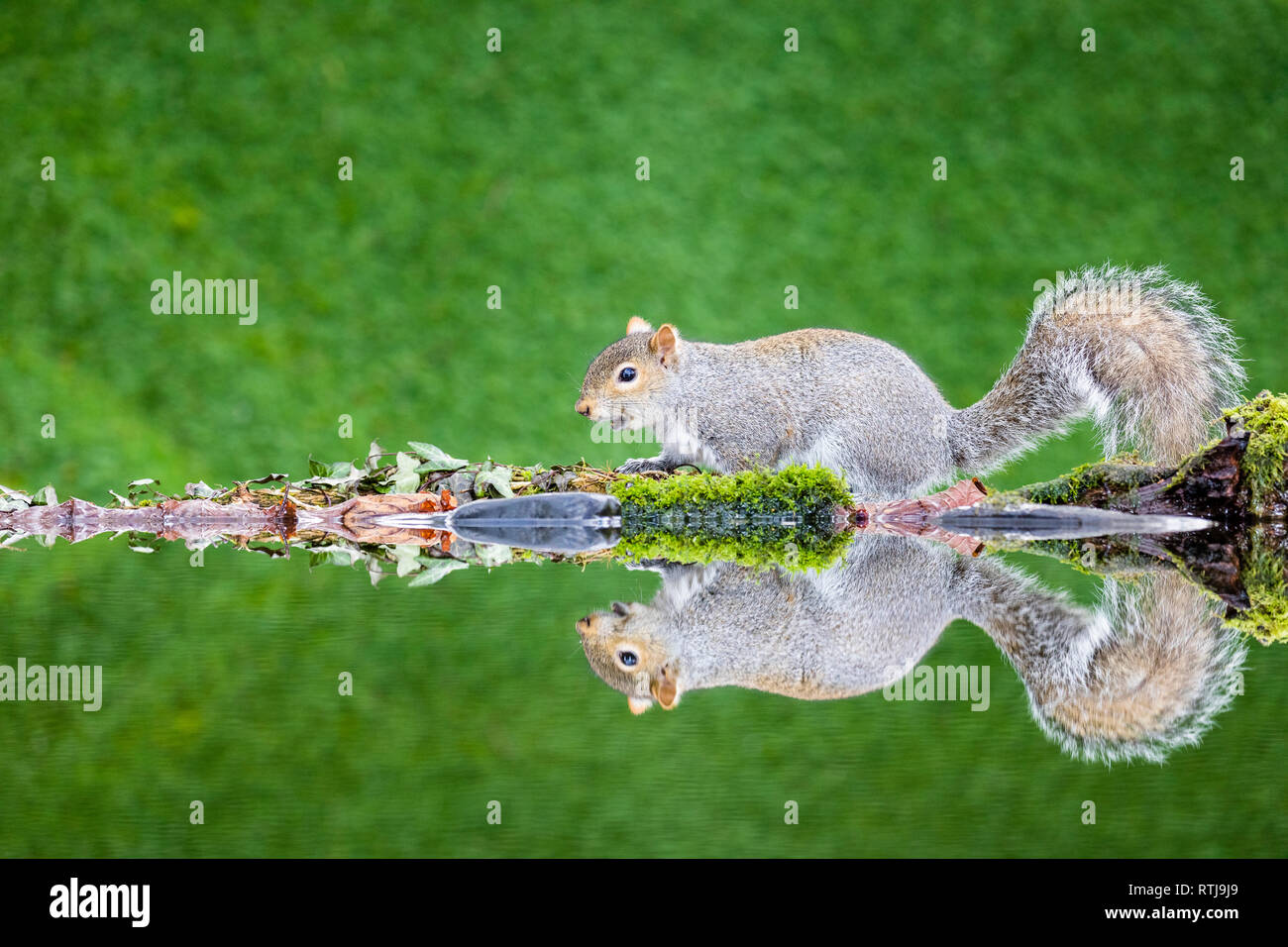 Welsh squirrel hi-res stock photography and images - Alamy