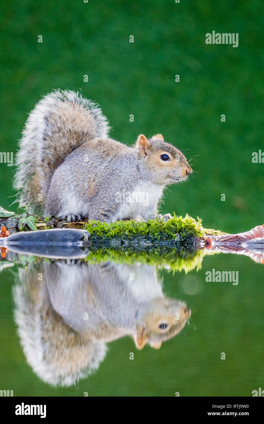 Welsh squirrel hi-res stock photography and images - Alamy