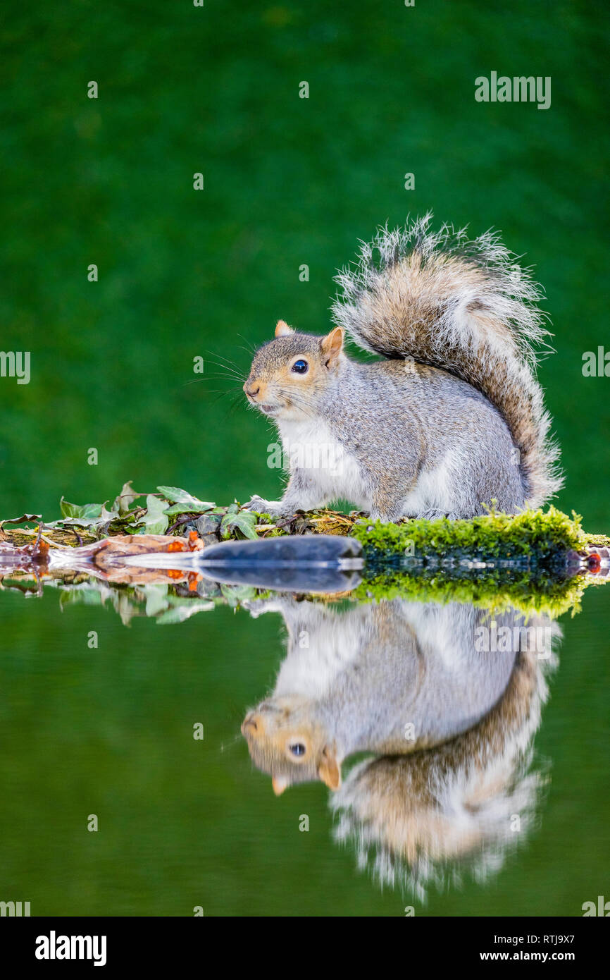 Welsh squirrel hi-res stock photography and images - Alamy