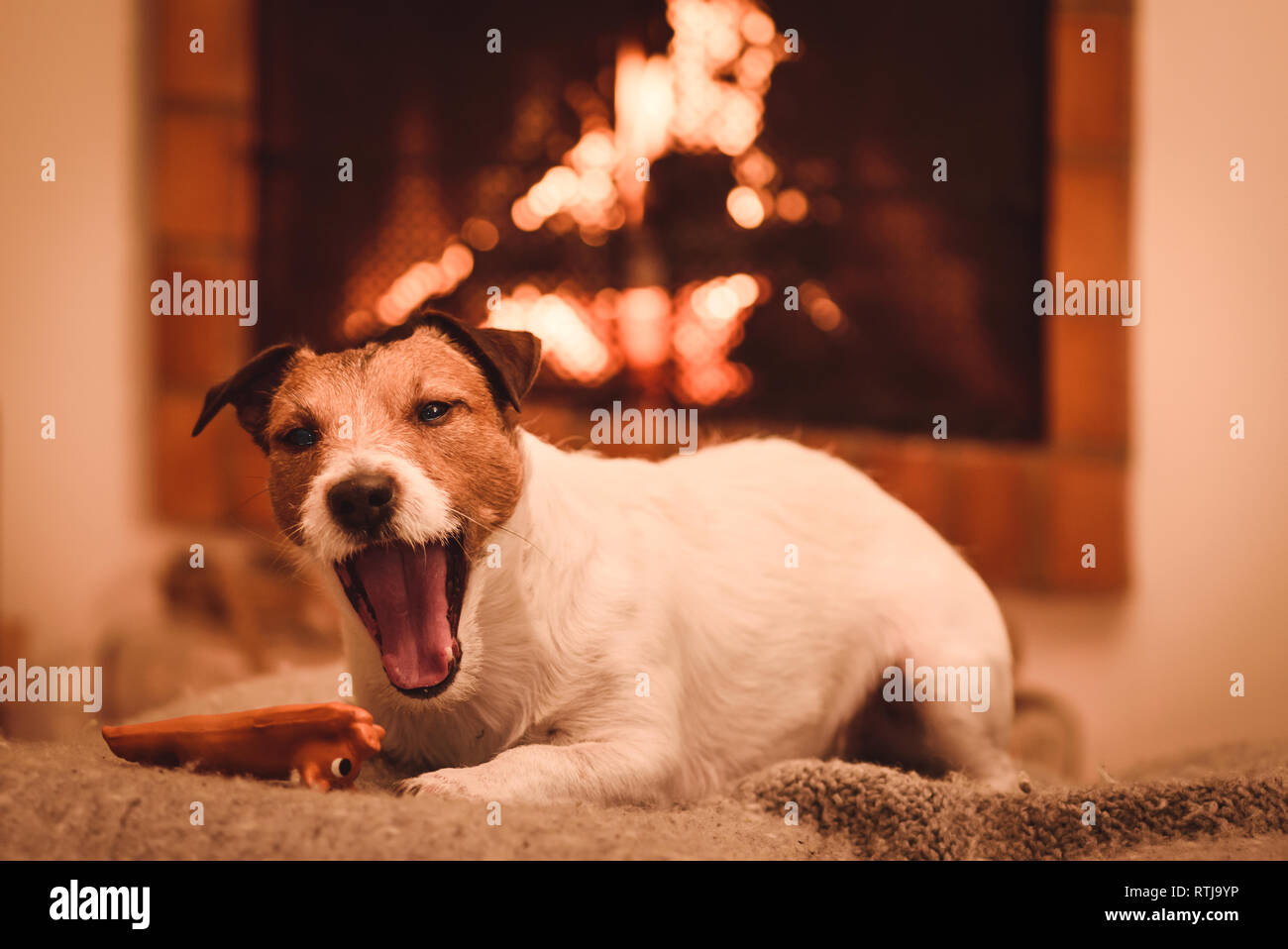 Cute tired sleepy dog lying in front of fireplace yawning Stock Photo ...