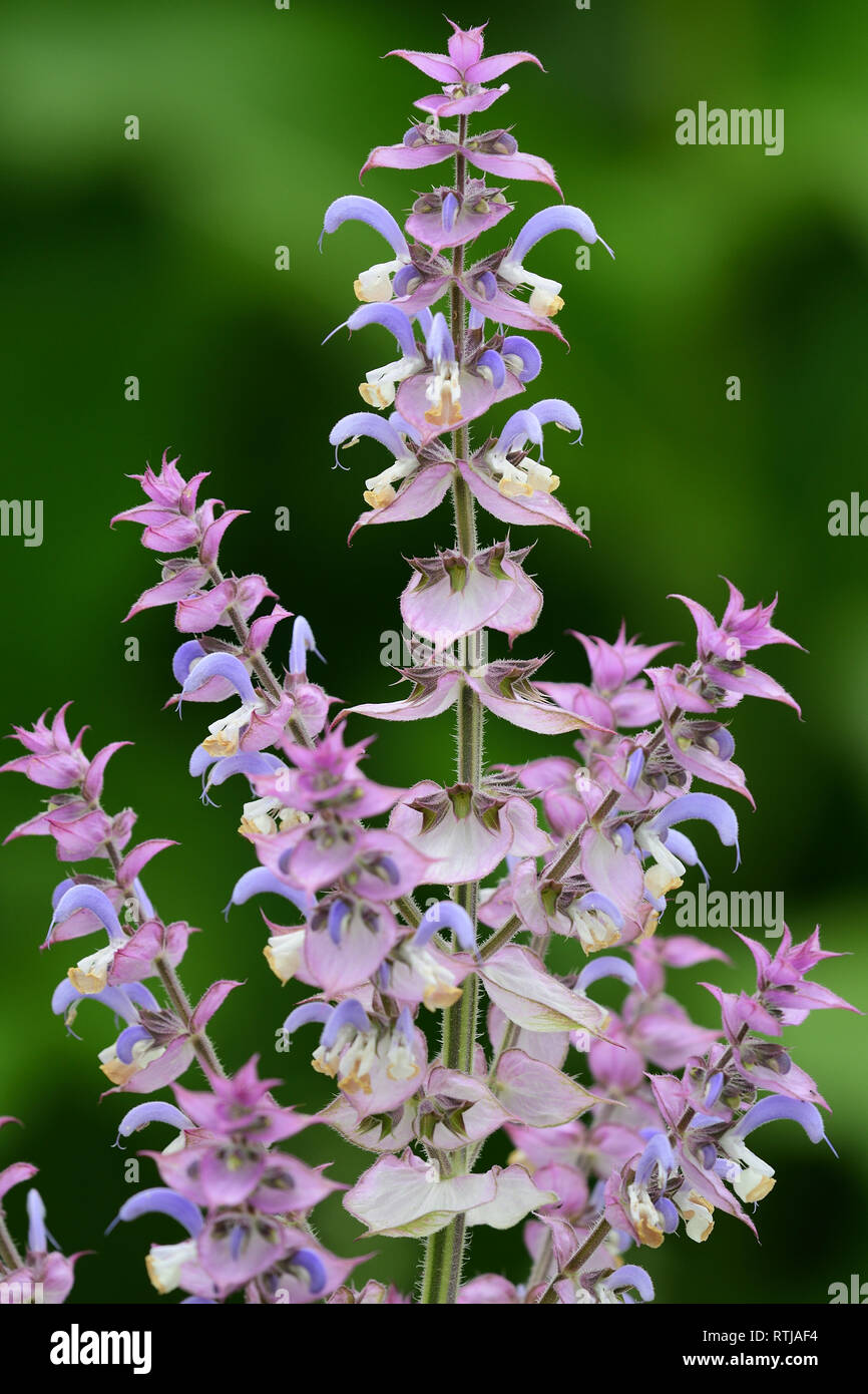 Sage in bloom hi-res stock photography and images - Alamy