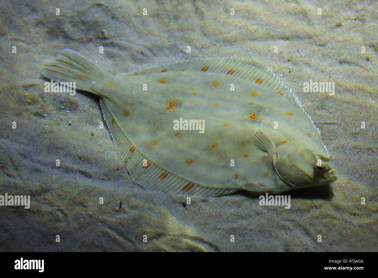 European plaice (Pleuronectes platessa), also known as the common ...