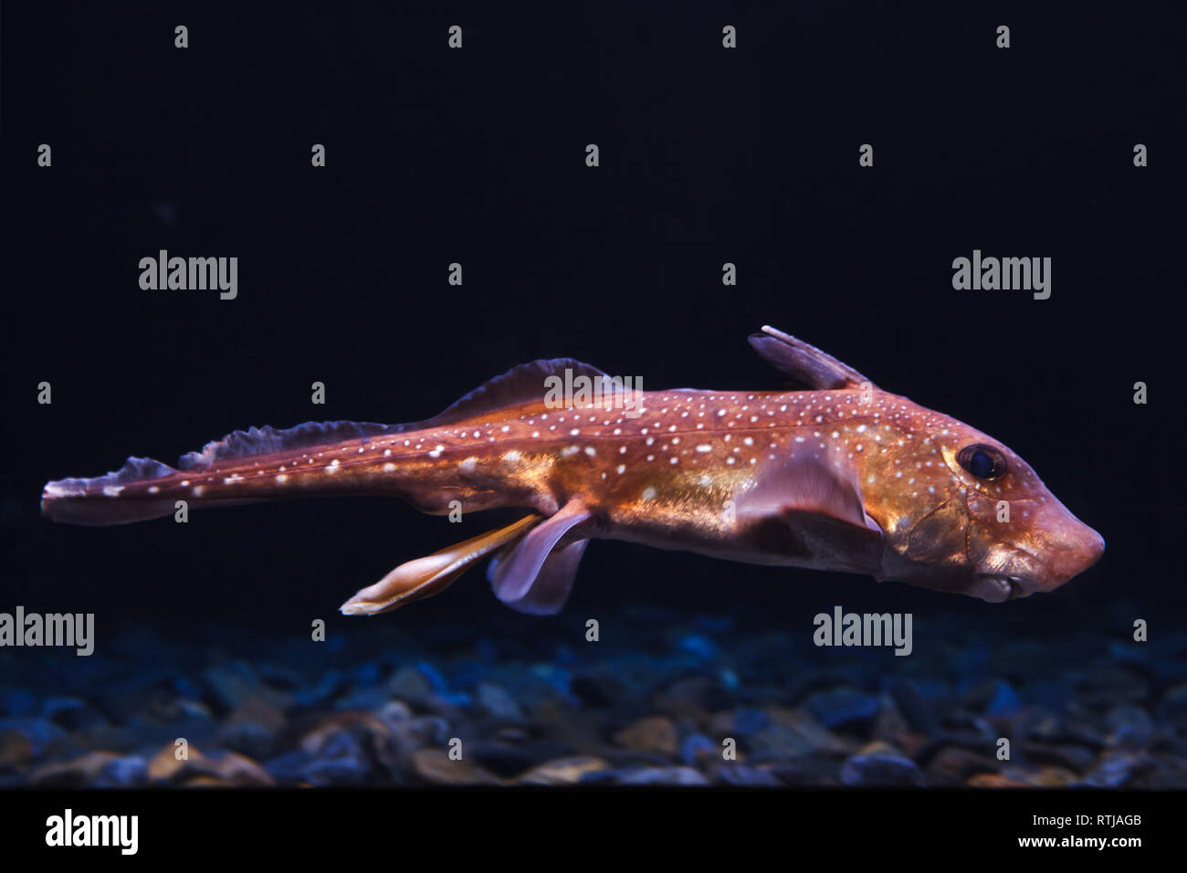 Spotted ratfish (Hydrolagus colliei). Marine fish Stock Photo - Alamy