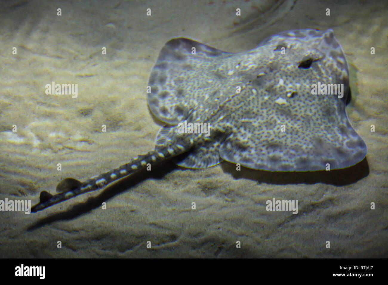 Spotted ray (Raja montagui). Marine fish Stock Photo - Alamy