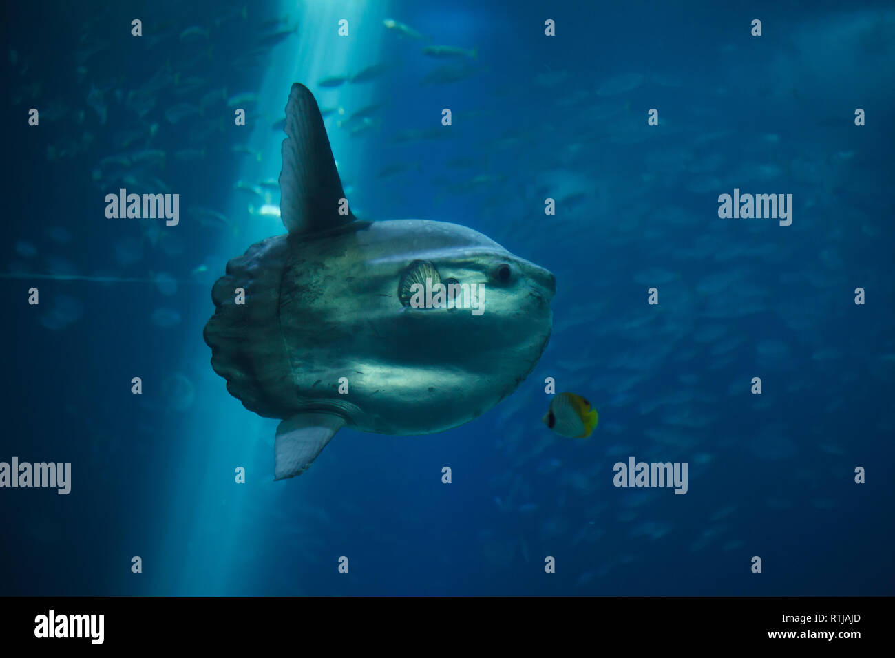 Ocean sunfish (Mola mola), also known as the common mola at the Lisbon ...