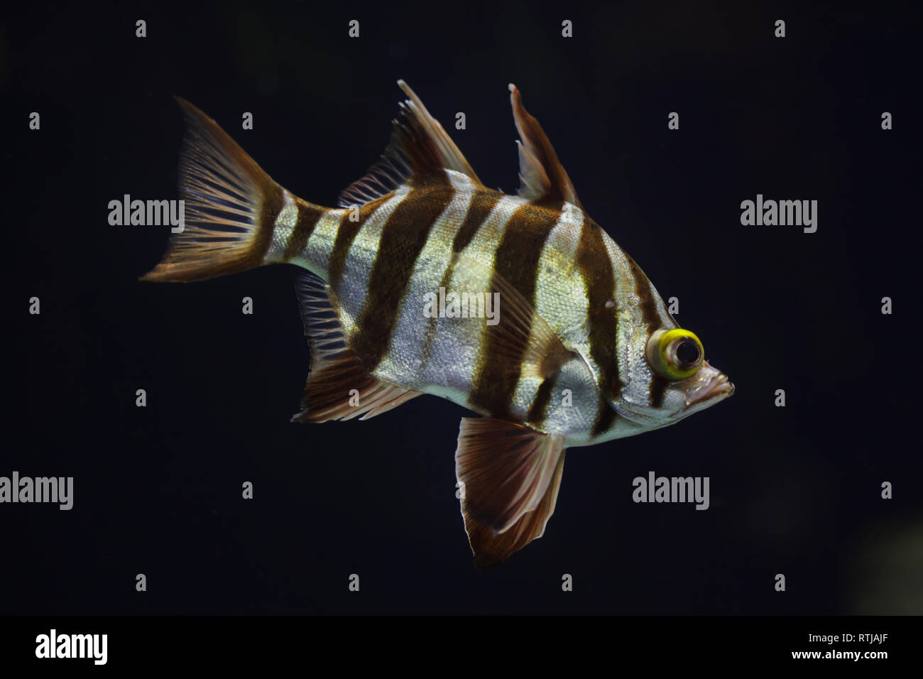 Old wife enoplosus armatus hi-res stock photography and images - Alamy