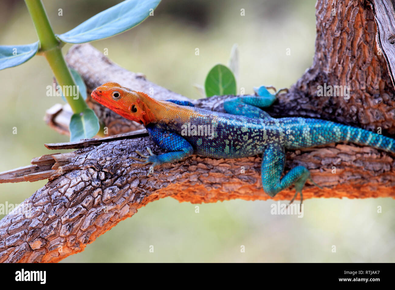 Kenyan rock agama (Agama lionotus), Samburu National Reserve, Kenya ...