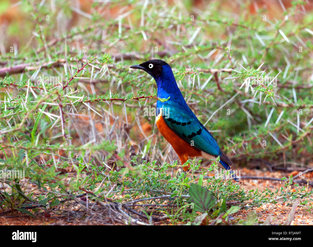 Kenyan starling hi-res stock photography and images - Alamy