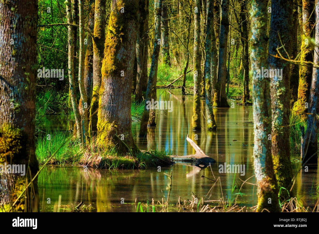 Bases in america hi-res stock photography and images - Alamy