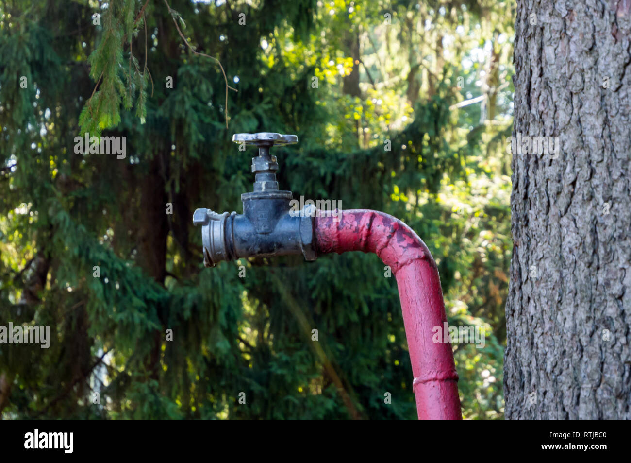 Fire hydrant located near a tree in the forest Stock Photo - Alamy