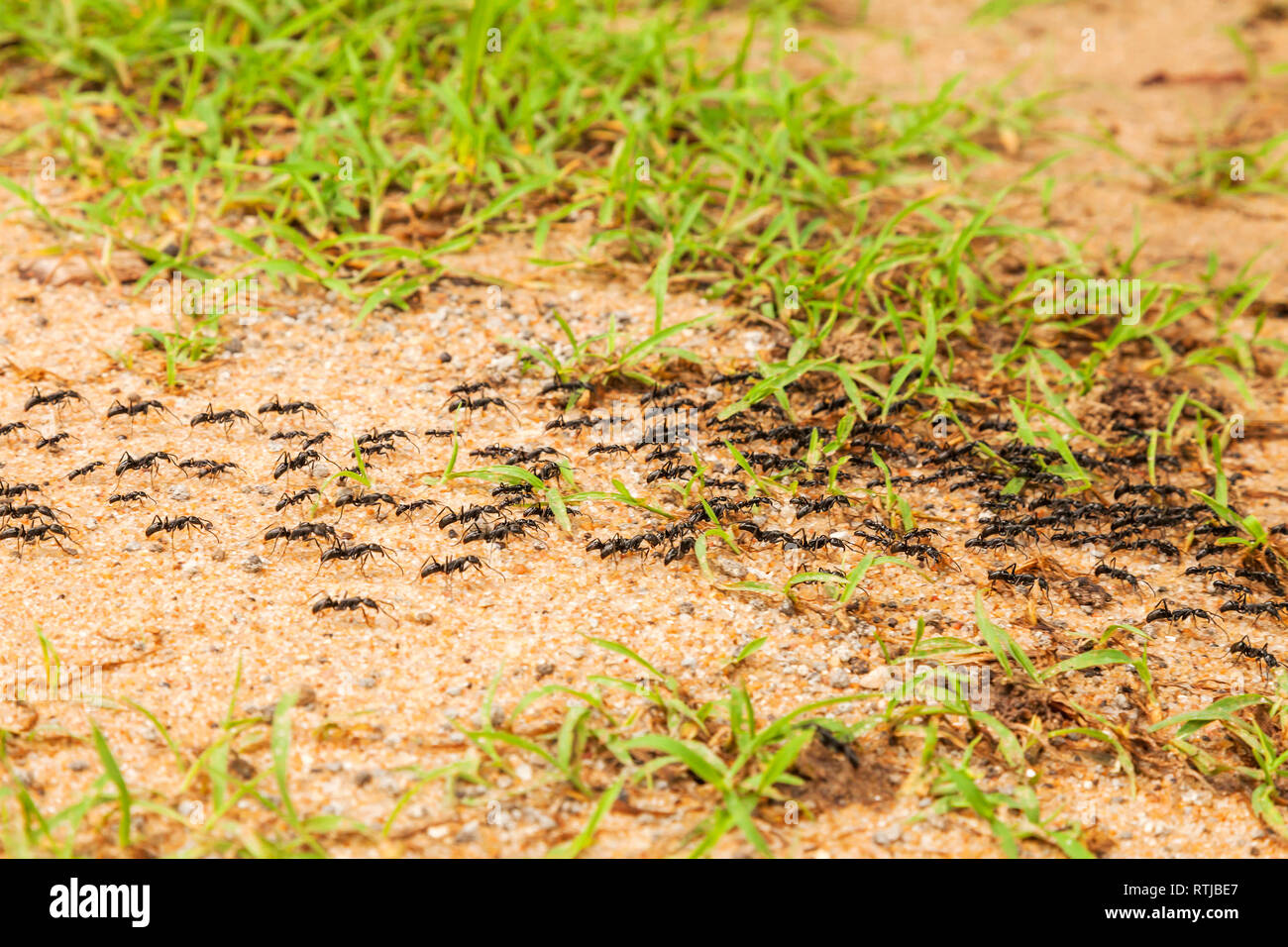 Africa aerial migration hi-res stock photography and images - Alamy