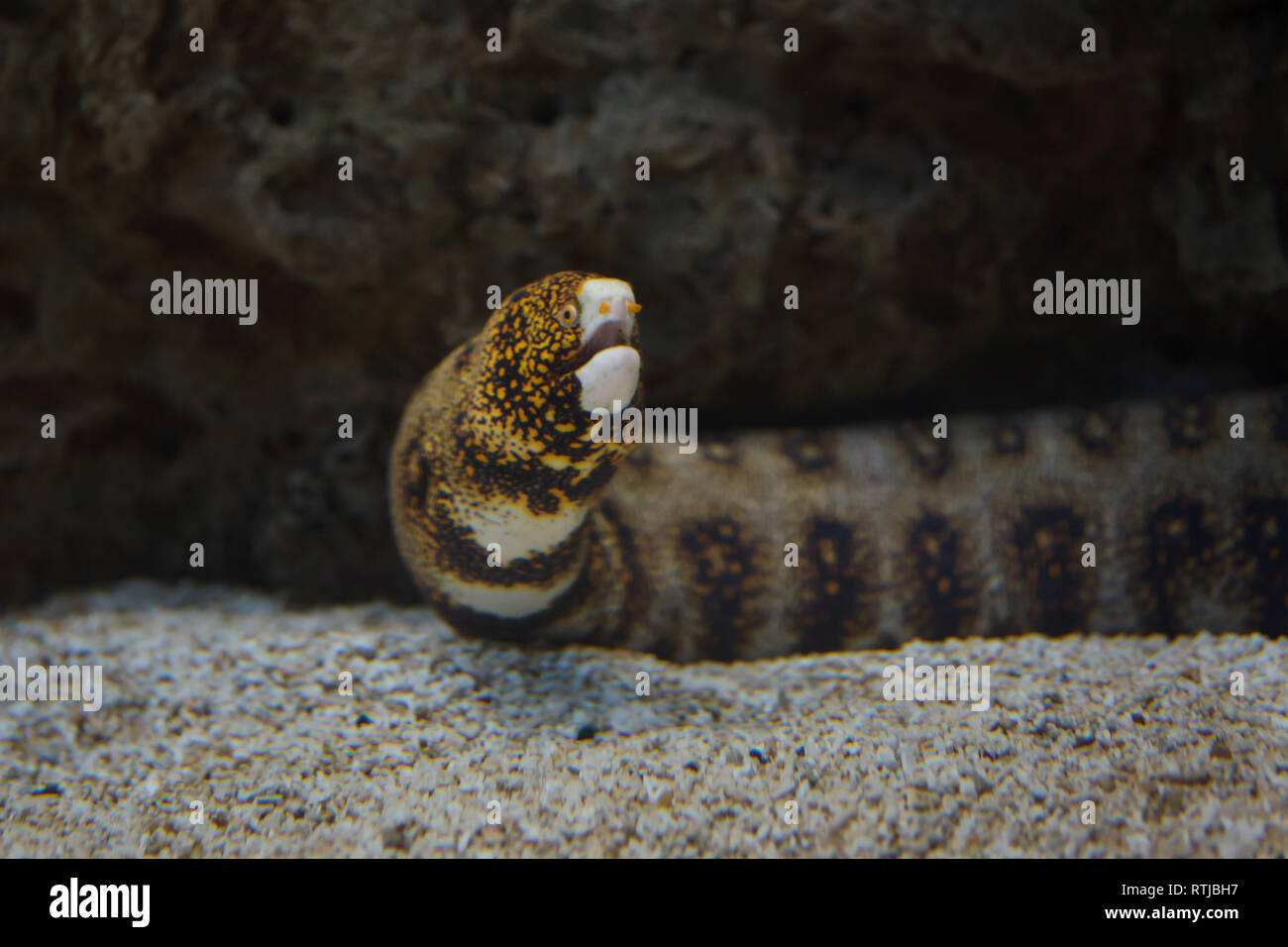 Snowflake moray (Echidna nebulosa), also known as the clouded moray ...
