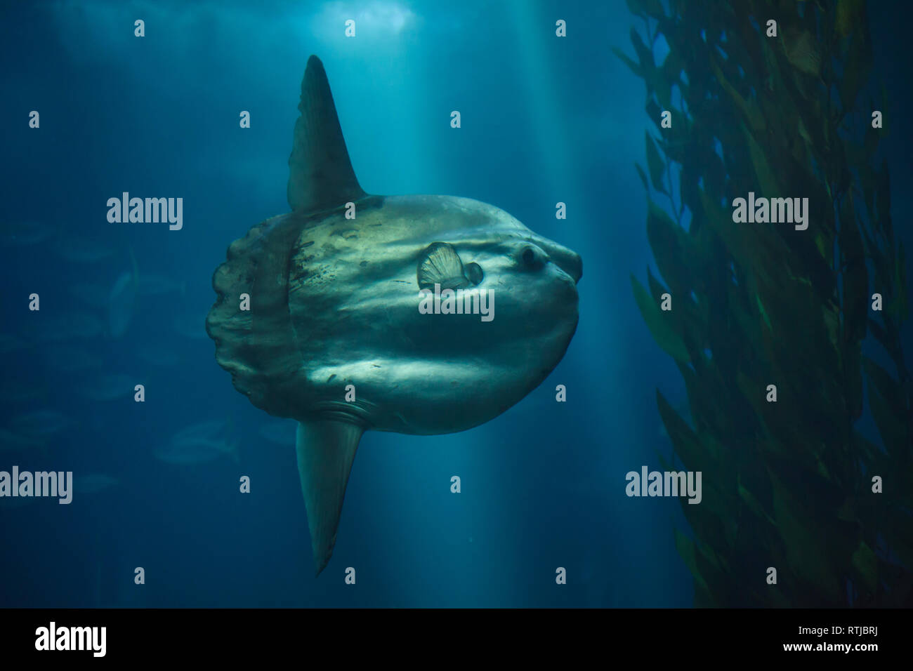 Ocean sunfish (Mola mola), also known as the common mola at the Lisbon ...