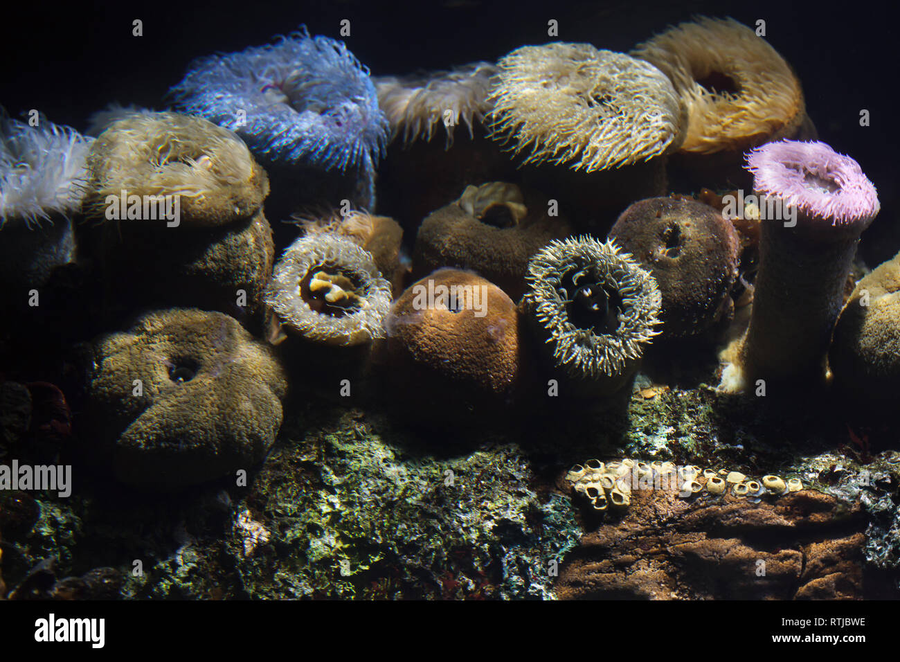 Bunodosoma hi-res stock photography and images - Alamy