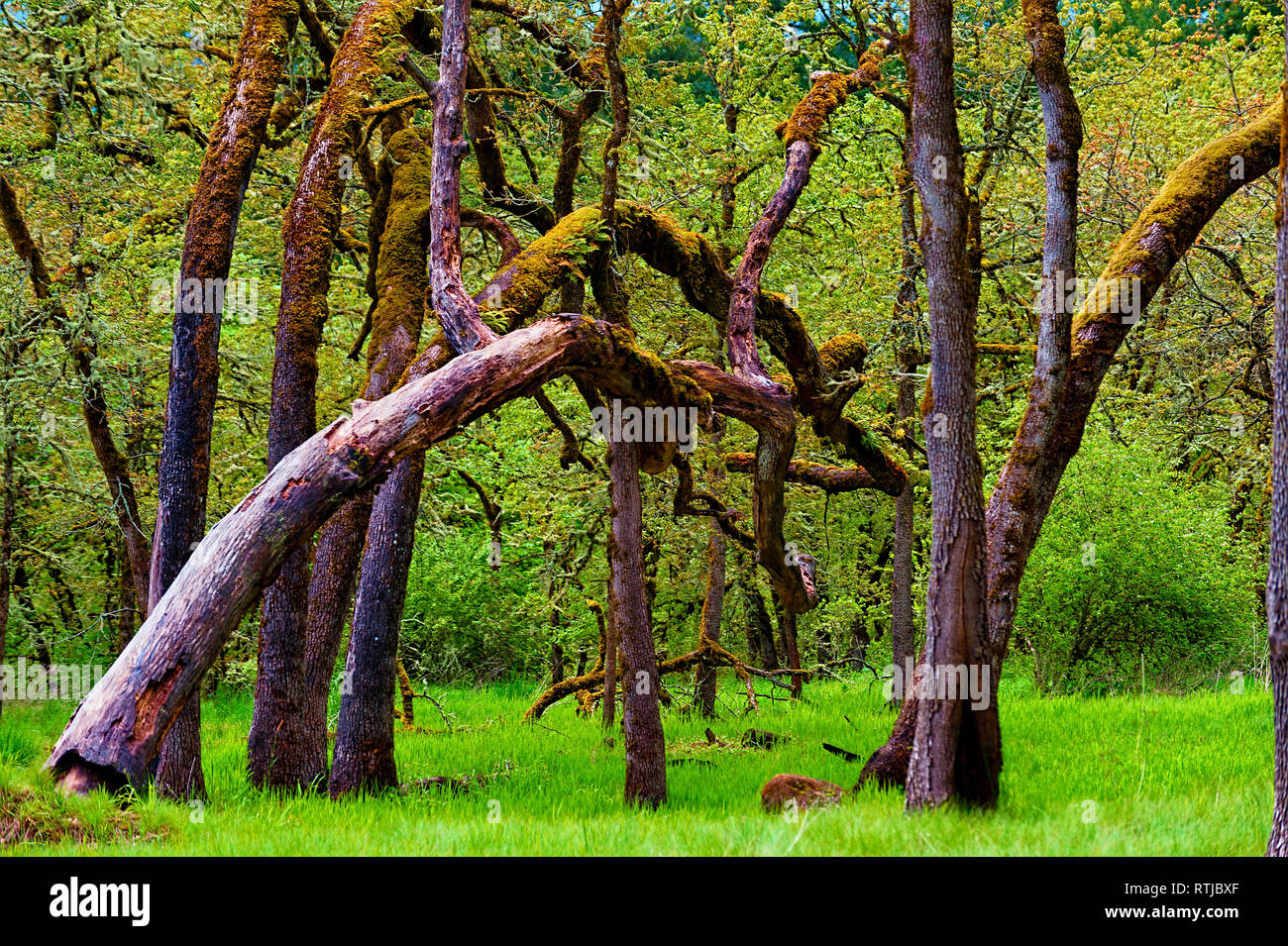 These trees remind me of two people dipping while dancing Stock Photo ...