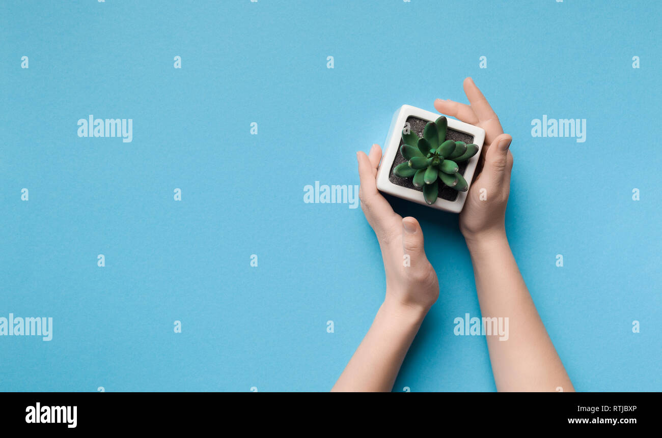 Woman holding succulent plan on blue background with free space, top ...