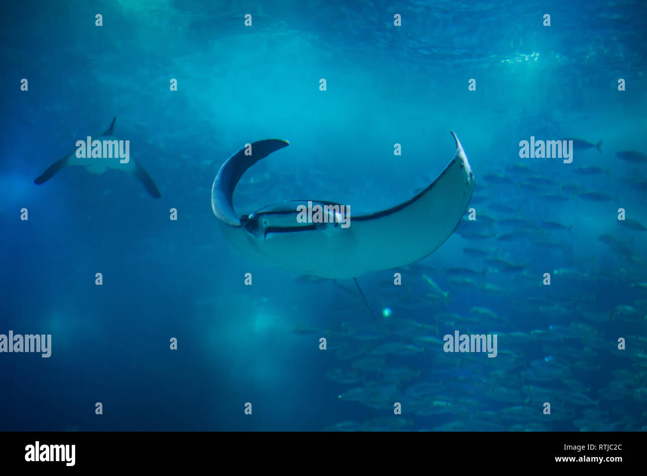 Mobula diabolus hi-res stock photography and images - Alamy