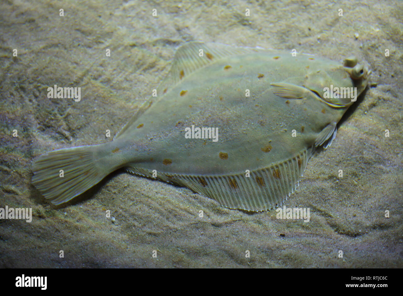 European plaice (Pleuronectes platessa), also known as the common ...