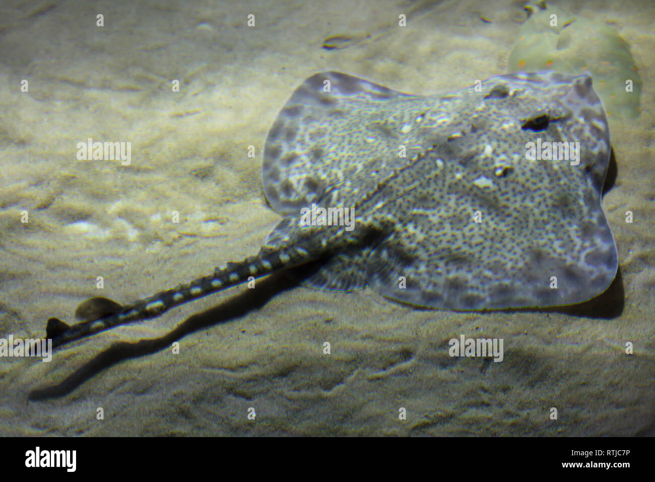 Spotted ray (Raja montagui). Marine fish Stock Photo - Alamy