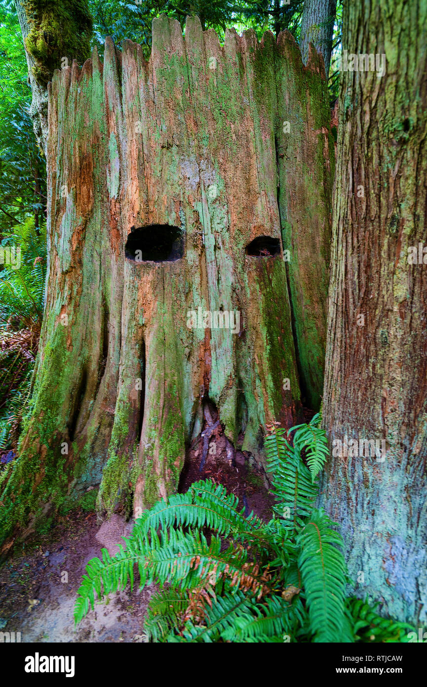 A tree stump in a forest resembling a person Stock Photo - Alamy