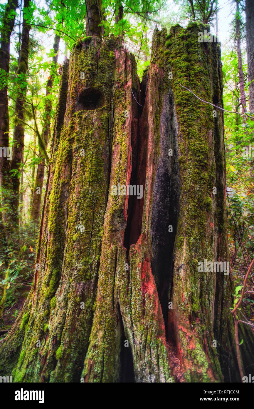 Jagged tree stump hi-res stock photography and images - Alamy