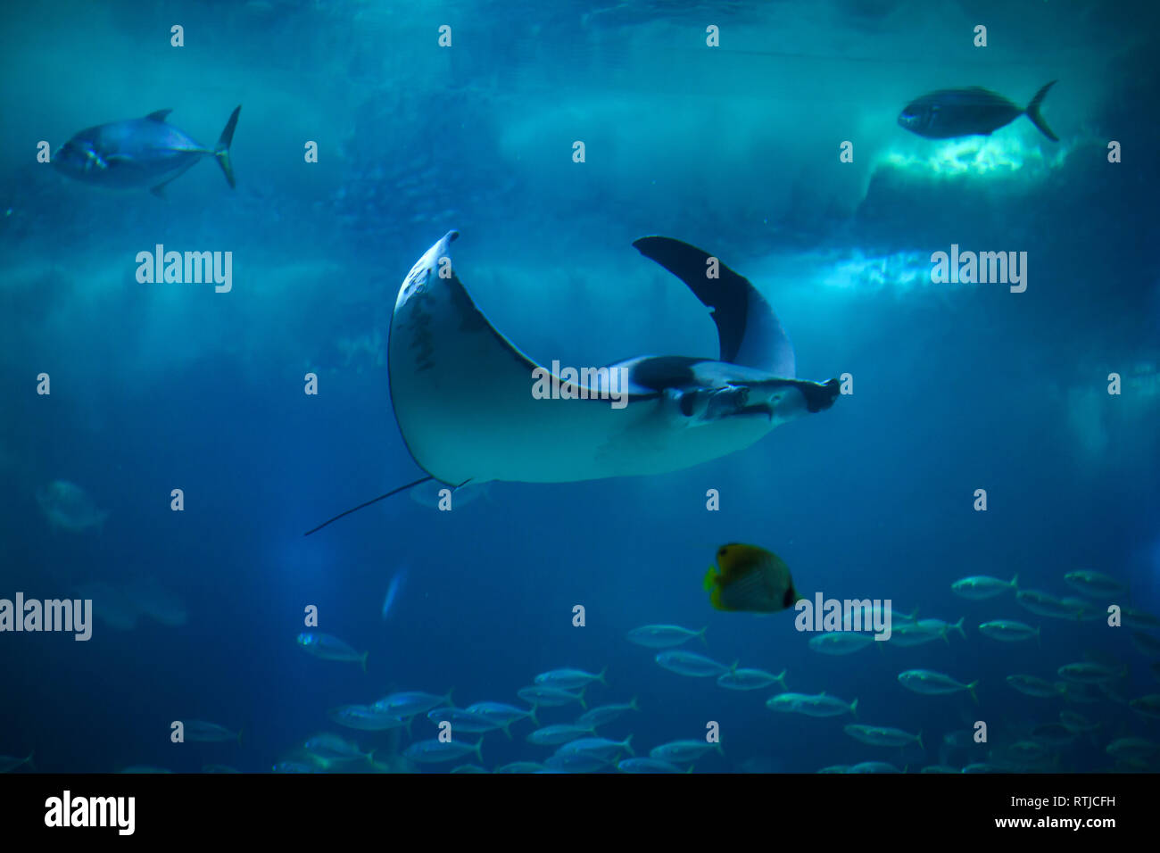 Devil fish (Mobula mobular), also known as the giant devil ray at the ...