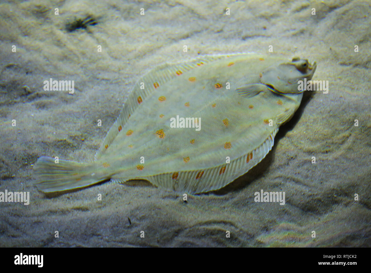 European plaice (Pleuronectes platessa), also known as the common ...